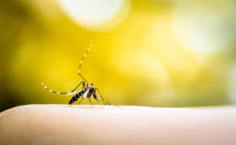 The Smallest but Deadliest: Why Mosquitoes Are Responsible for Millions ...