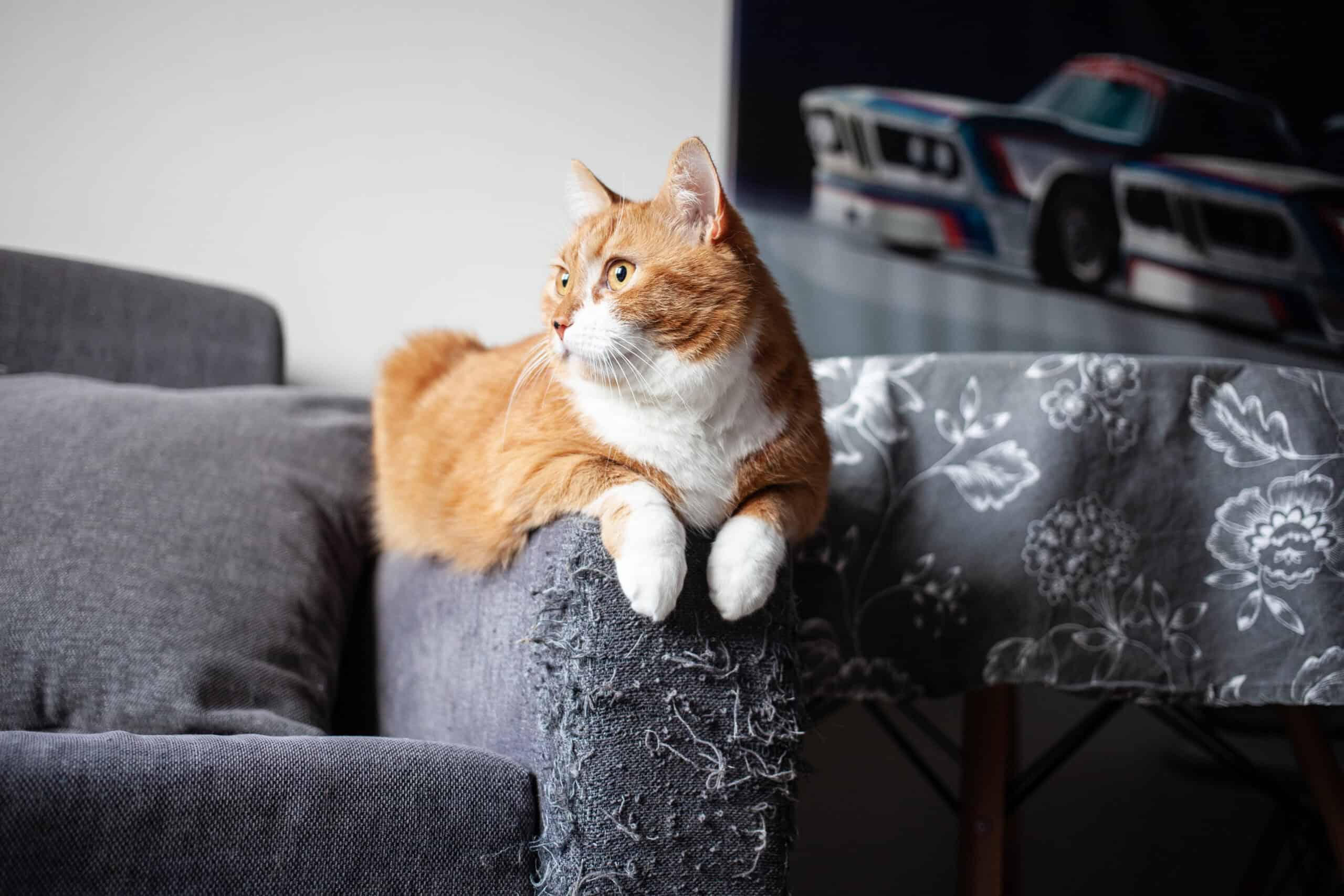 How to Keep Your Cat from Scratching Furniture