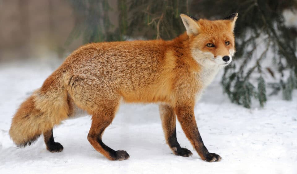 What Happens If Two Predators Compete for the Same Prey - Animals ...