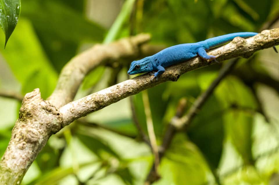 13 Pet Reptiles That Stay Small Forever - Animals Around The Globe