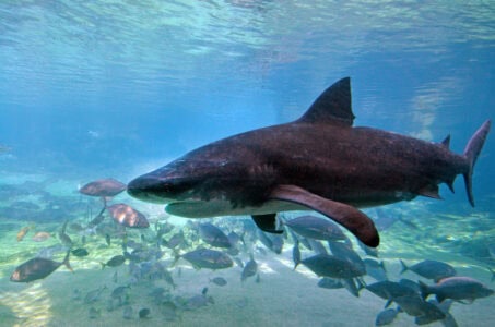 The Largest Bull Shark Ever Seen in Florida Waters