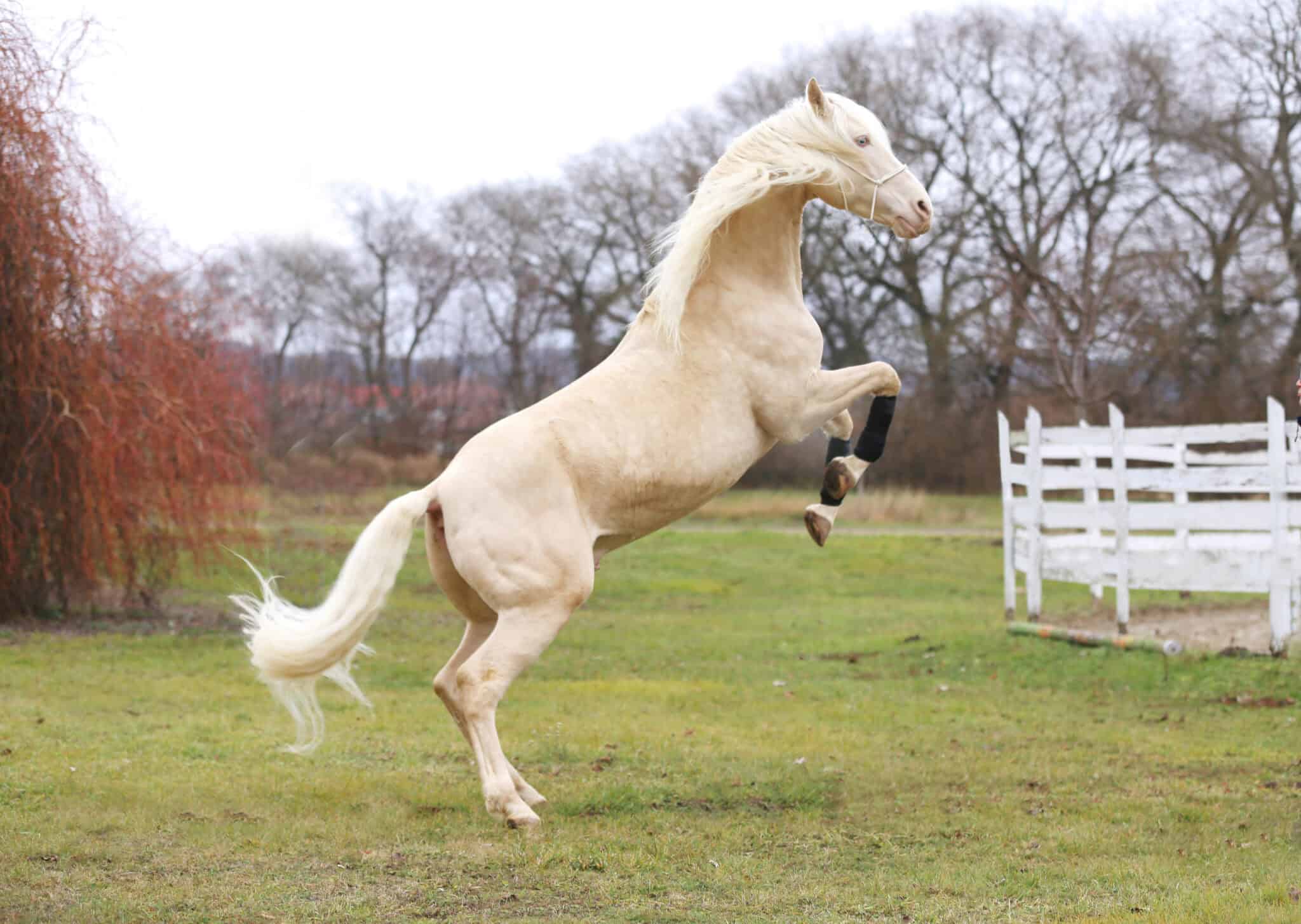11 Unique Horse Colors And Patterns That Will Take Your Breath Away ...