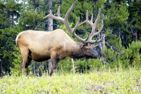 The Biggest Elk Ever Spotted in the US