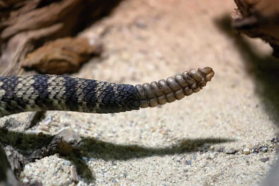 14 Fascinating Facts About the Eastern Diamondback - Animals Around The ...