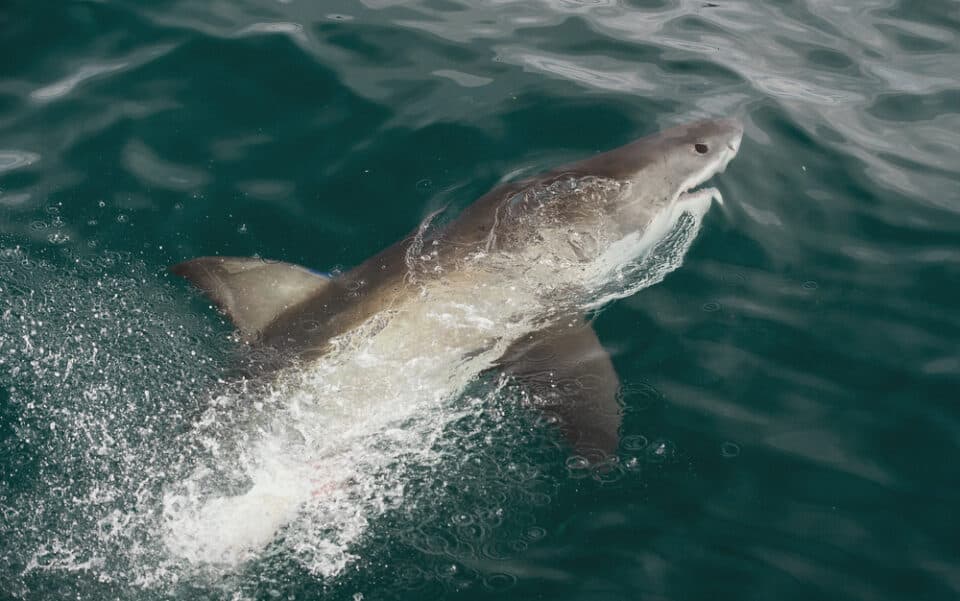 10 Terrifying Shark Encounters Caught on Camera in the US