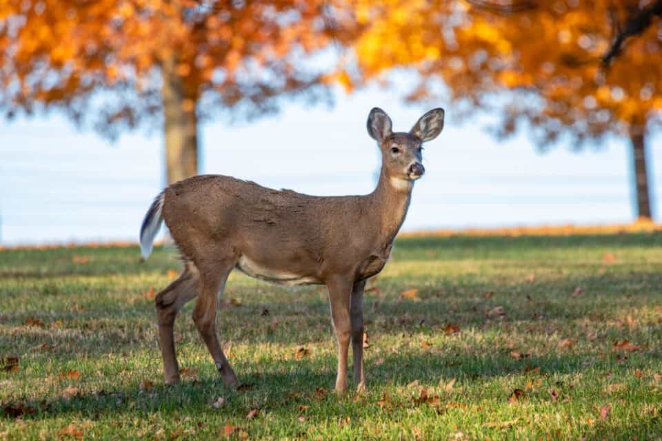 Top 10 Animals and Wildlife in Oklahoma