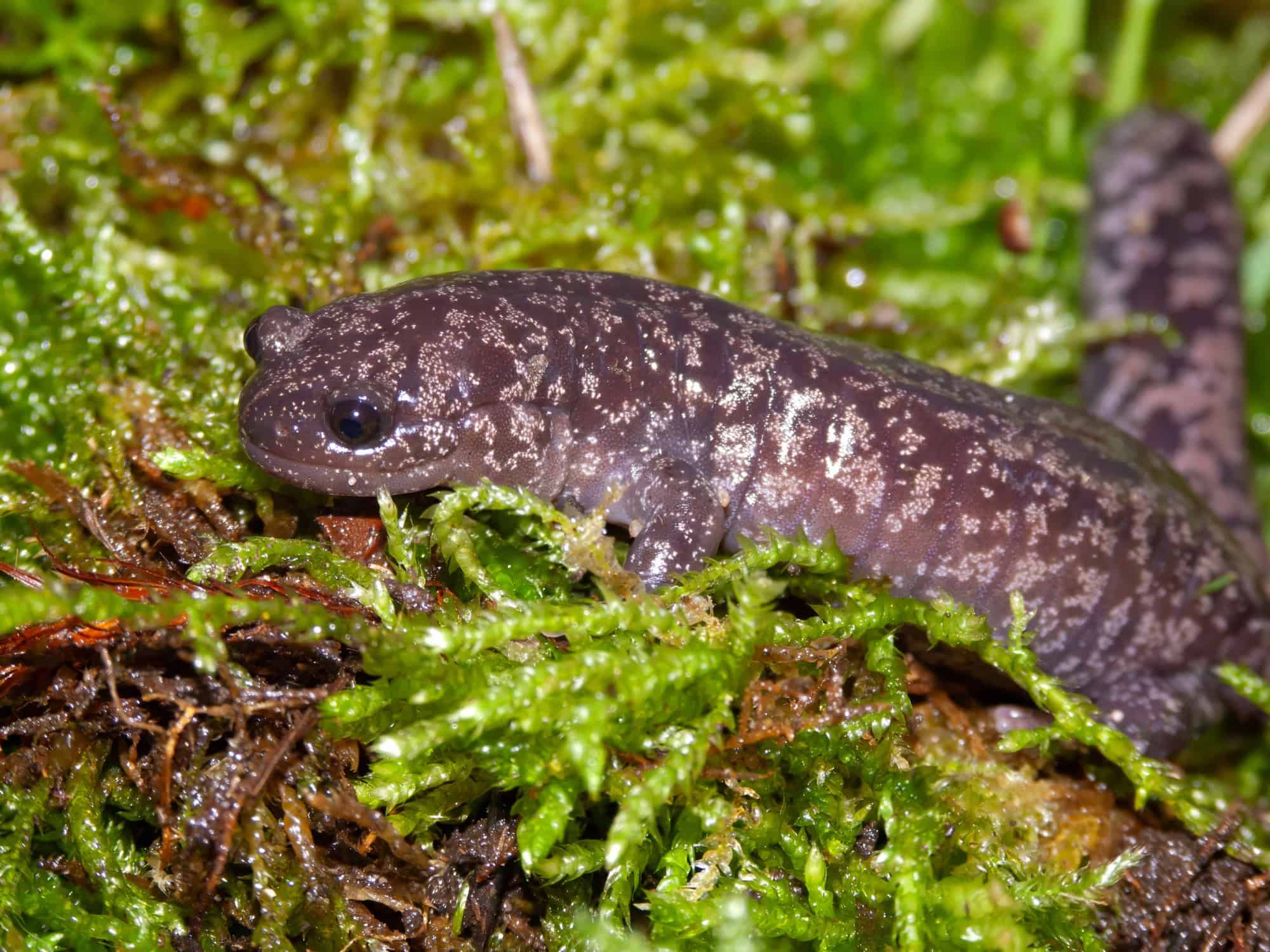 The Unsung Wildlife of the Appalachian Mountains