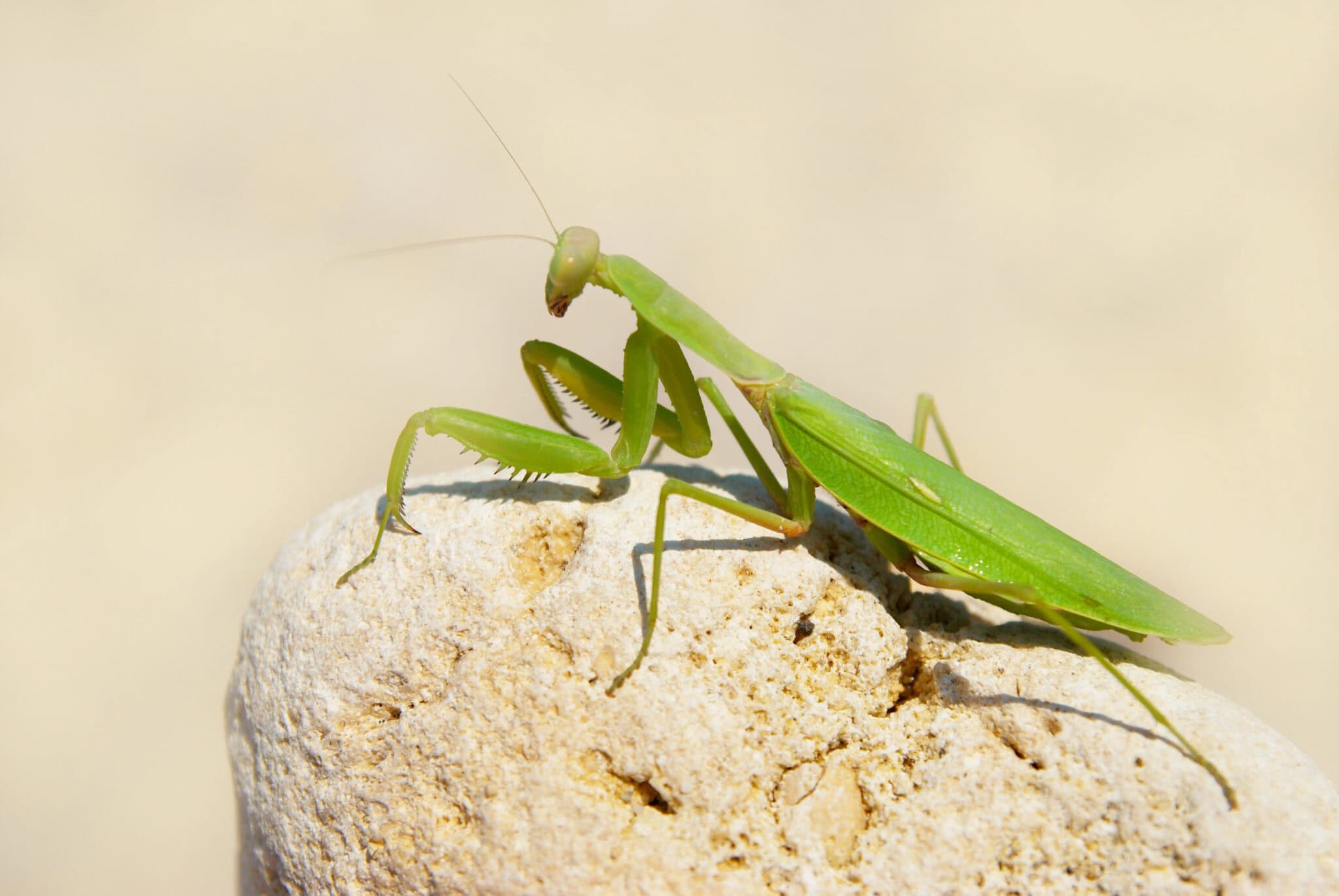 12 Strange Mating Rituals in the Animal Kingdom - Animals Around The Globe