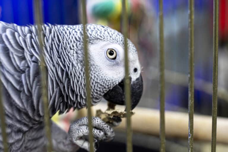 What Is The Big Whoop Behind The Illegal Pet Trade?