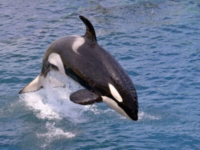 The Largest Orca Ever To Be Spotted