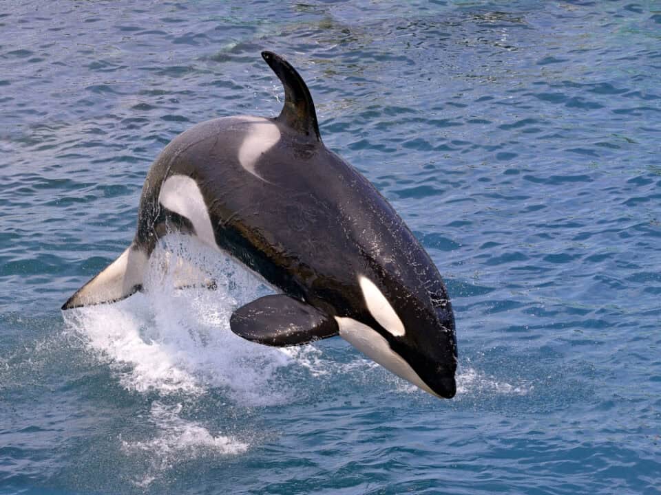 Top 10 Animals and Wildlife in Washington