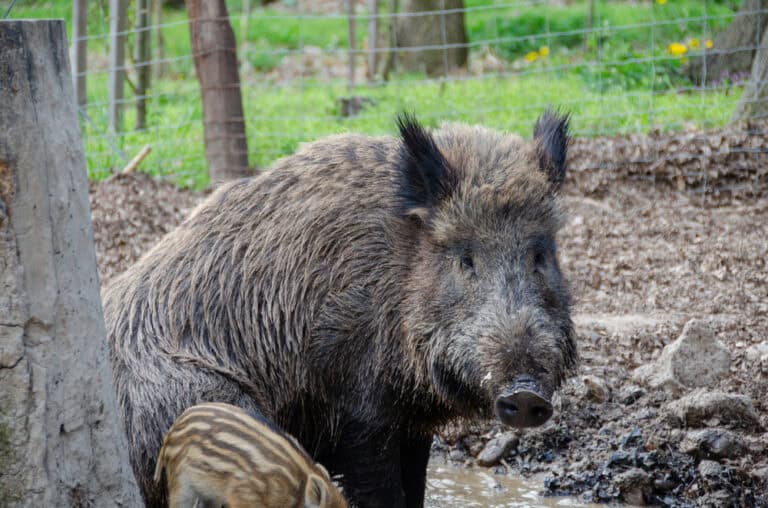 Why Wild Boars Are Wreaking Havoc Across the South - Animals Around The ...