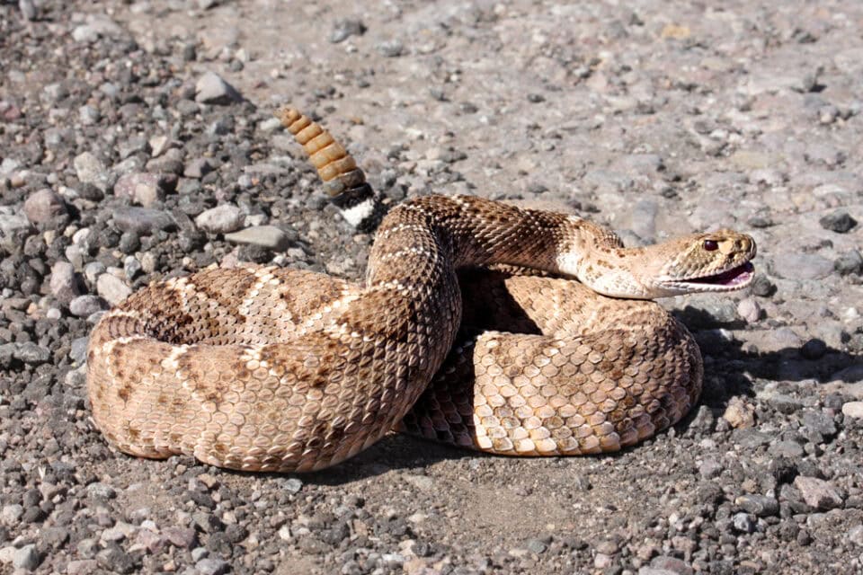 14 Fascinating Facts About the Eastern Diamondback - Animals Around The ...