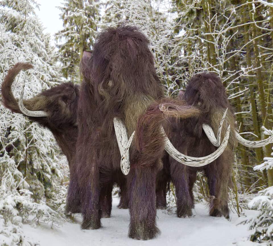 The Science Behind De-Extinction: Are We Ready for Woolly Mammoths ...