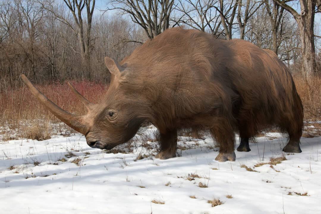13 Animals That Lived Alongside Early Humans - Animals Around The Globe