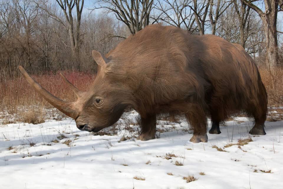 13 Animals That Lived Alongside Early Humans - Animals Around The Globe