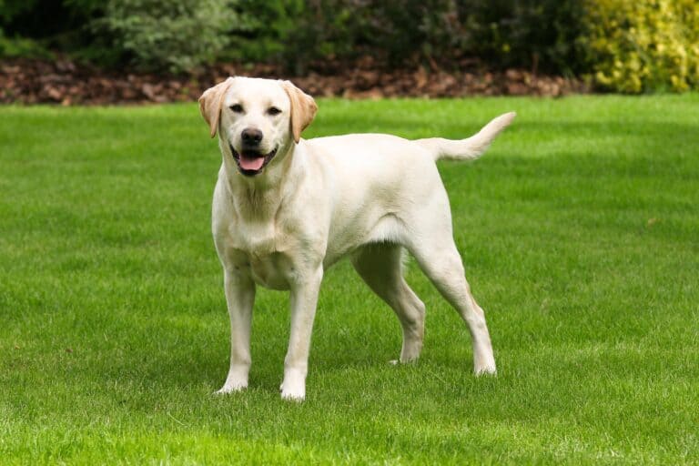 Top 12 Most Affectionate Dog Breeds to Own in America - Animals Around ...