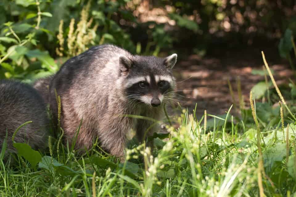 Top 10 Animals and Wildlife in Oklahoma