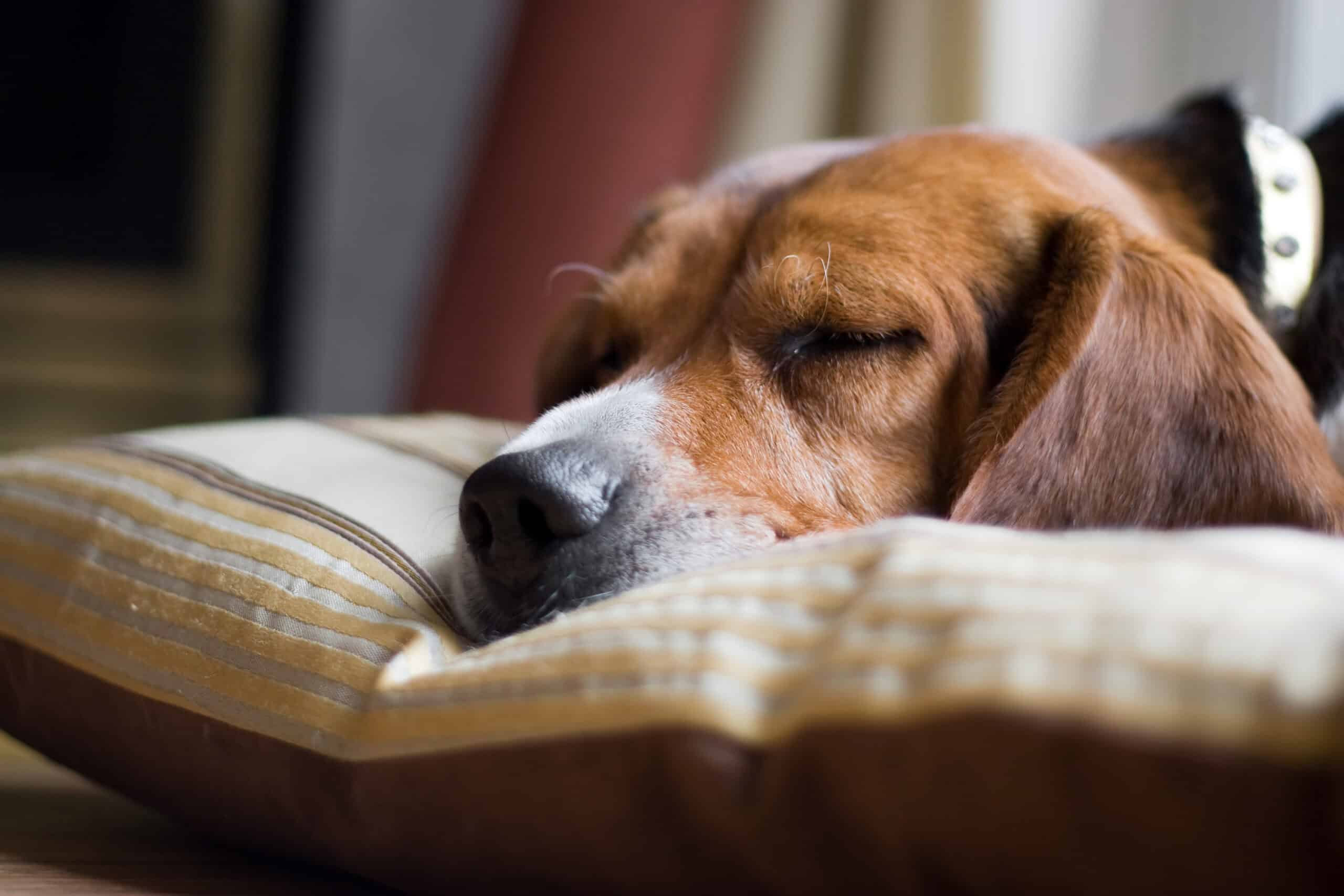 Do Animals Dream? What Research Reveals