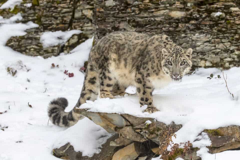 30 Powerful Predators That Dominate Their Habitat - Animals Around The ...