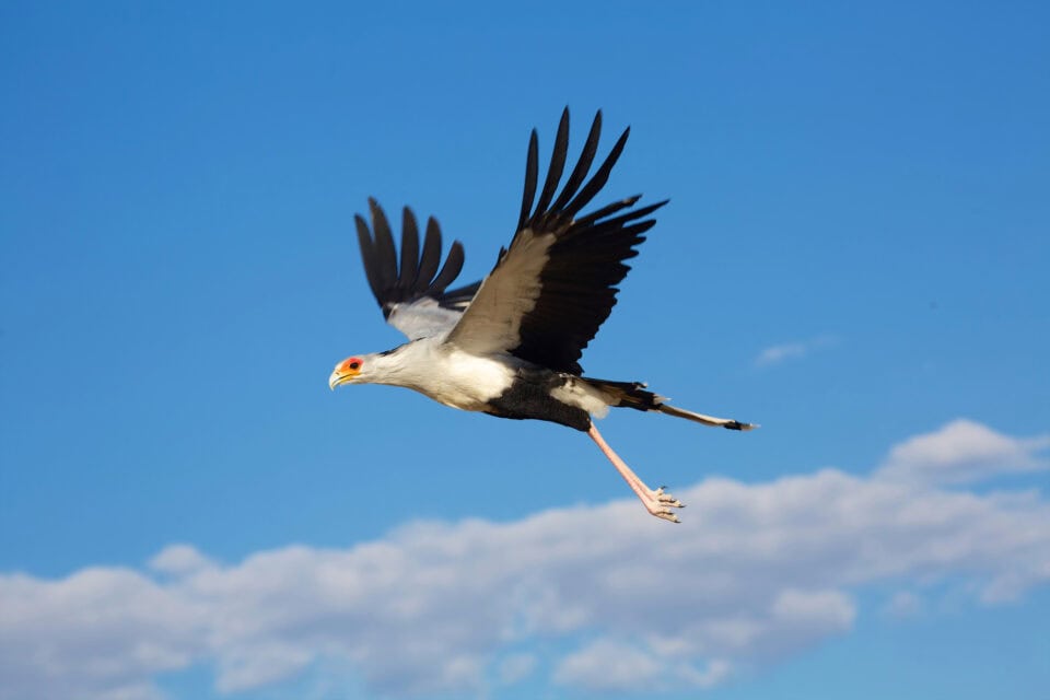 What Causes Birds to Suddenly Fall From the Sky?