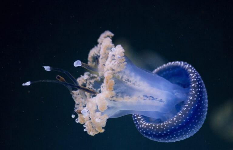 14 Animals That Can Clone Themselves - Animals Around The Globe