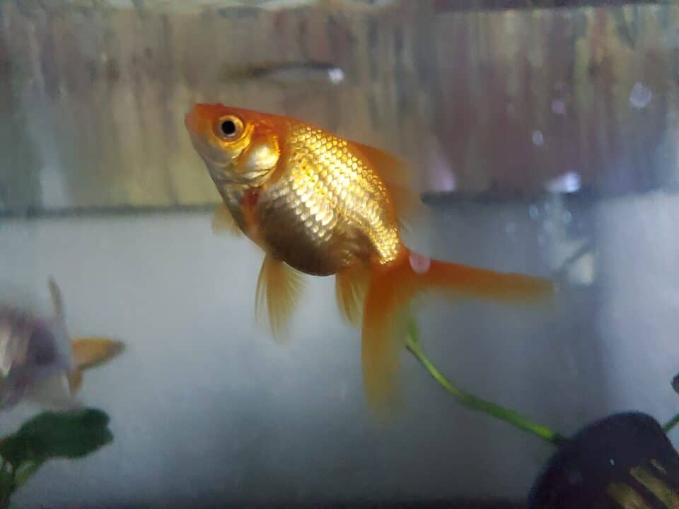 13 Smartest Fish (and Their Surprising Behavior) - Animals Around The Globe