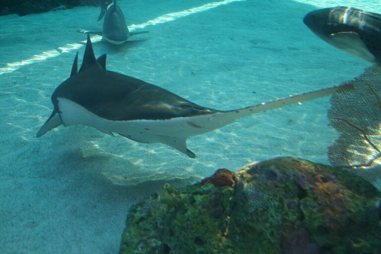 Why the Sawfish Has a Chainsaw-Like Snout - Animals Around The Globe