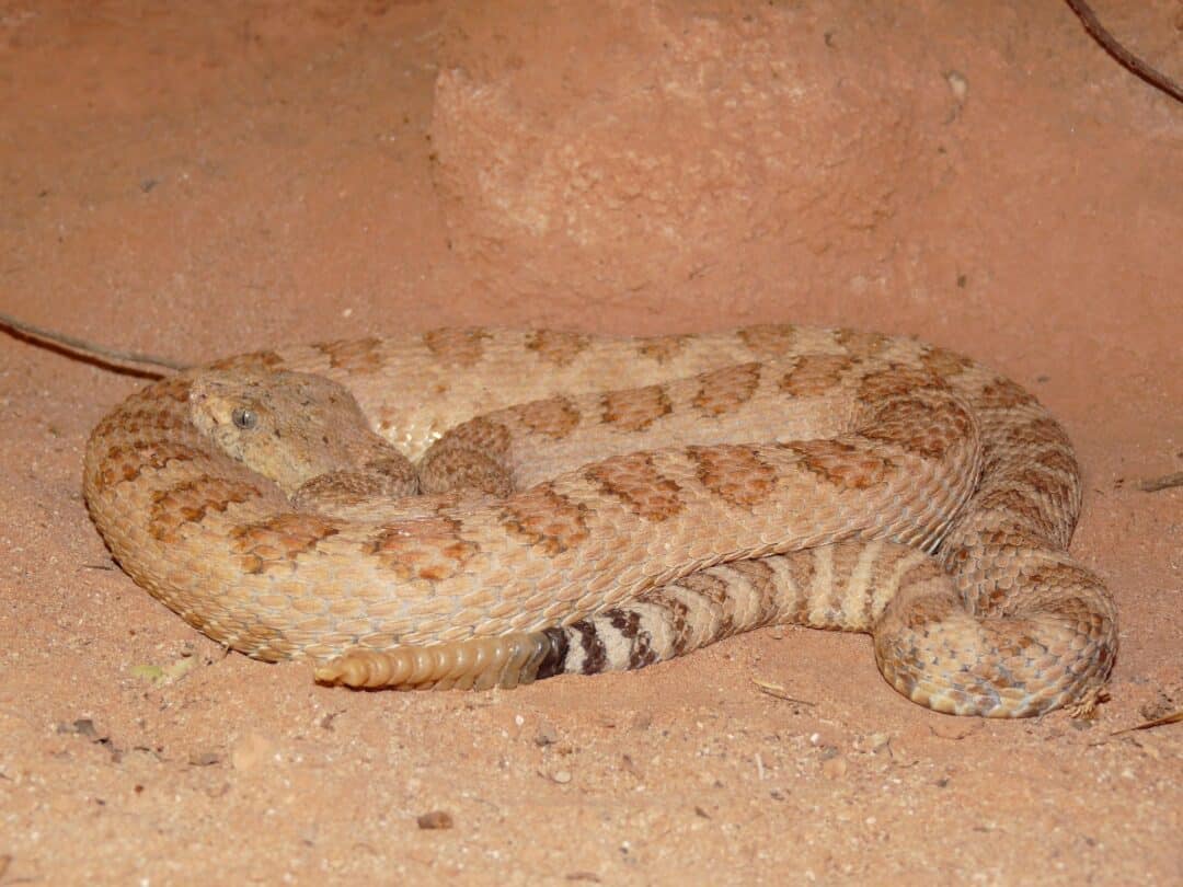 18 Myths About Snakes and Weather Debunked