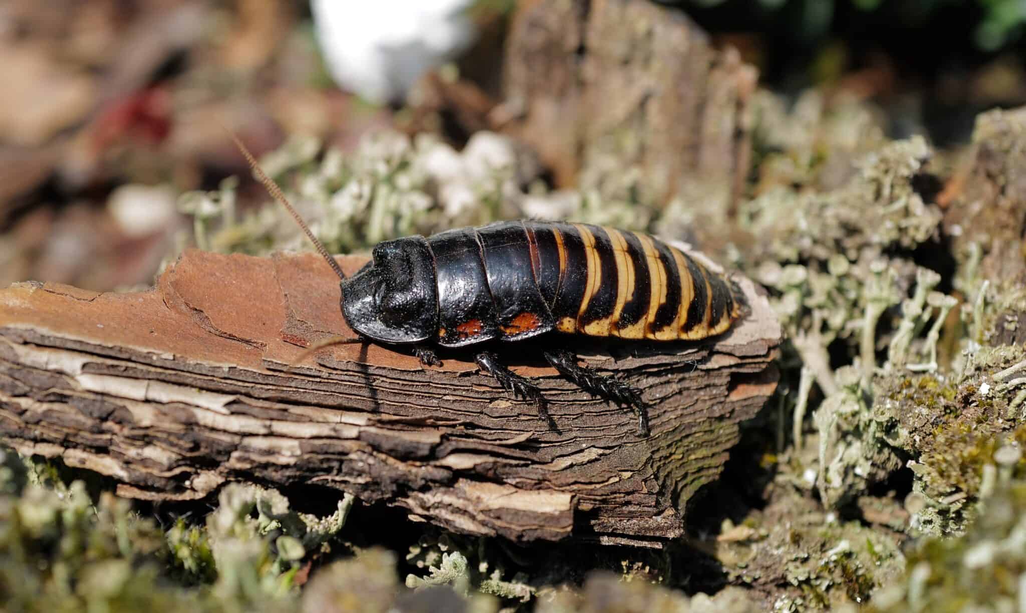 Top 10 Animals and Wildlife in Madagascar