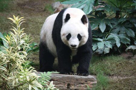 The Economics of Wildlife Trafficking: Understanding the Demand ...