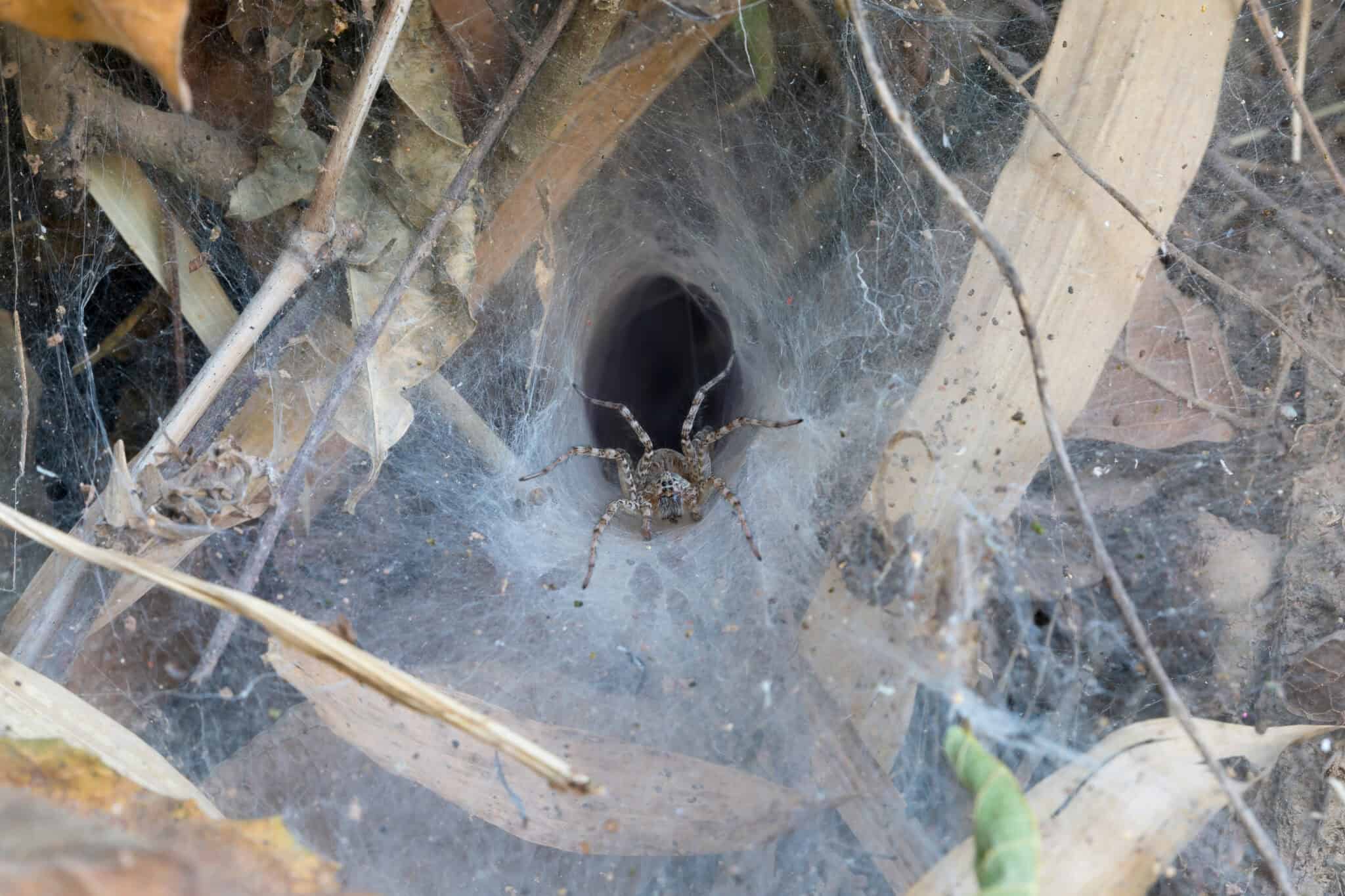 Australia’s Funnel-Web Spider Is One Bite You Don’t Want