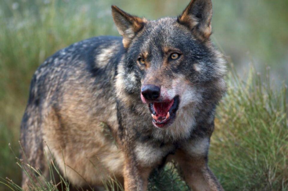 14 Times Wolves Displayed Human Like Behavior - Animals Around The Globe