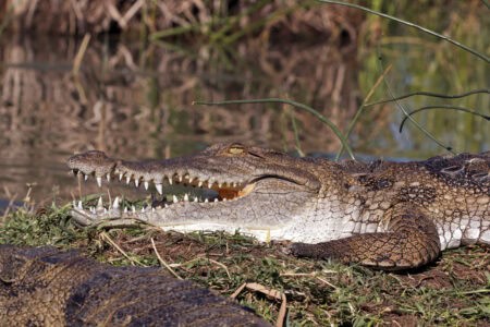 How Crocodiles Communicate—And Why It Matters - Animals Around The Globe