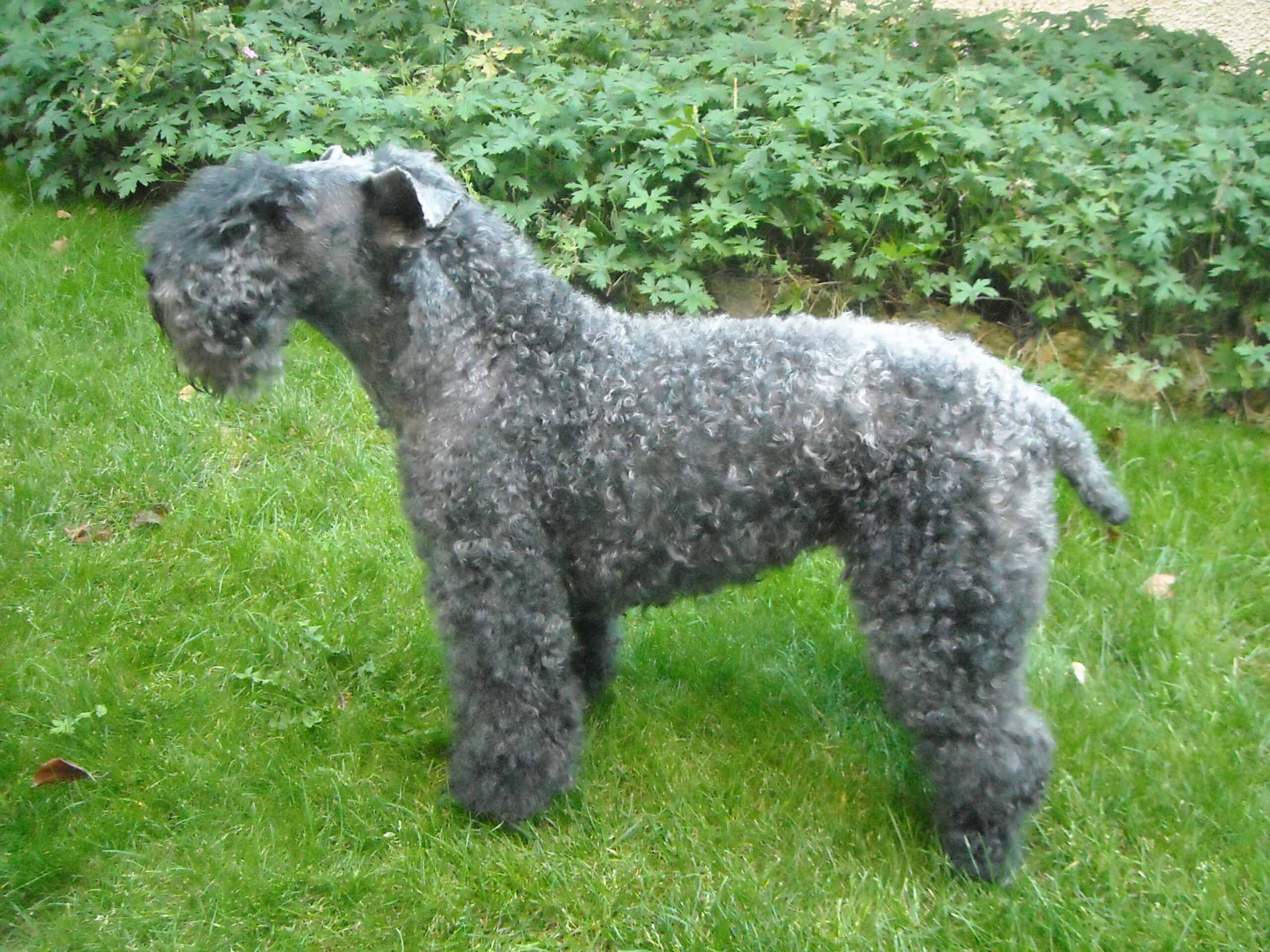 20 Best Working Dogs for Farm and Livestock Protection