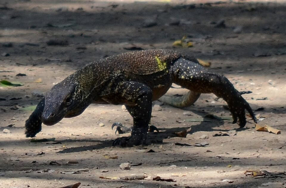 10 Things Komodo Dragons Need in the Wild And 4 They Avoid at All Costs ...