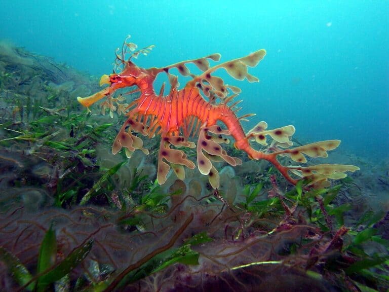 What Makes the Leafy Sea Dragon a Master of Disguise