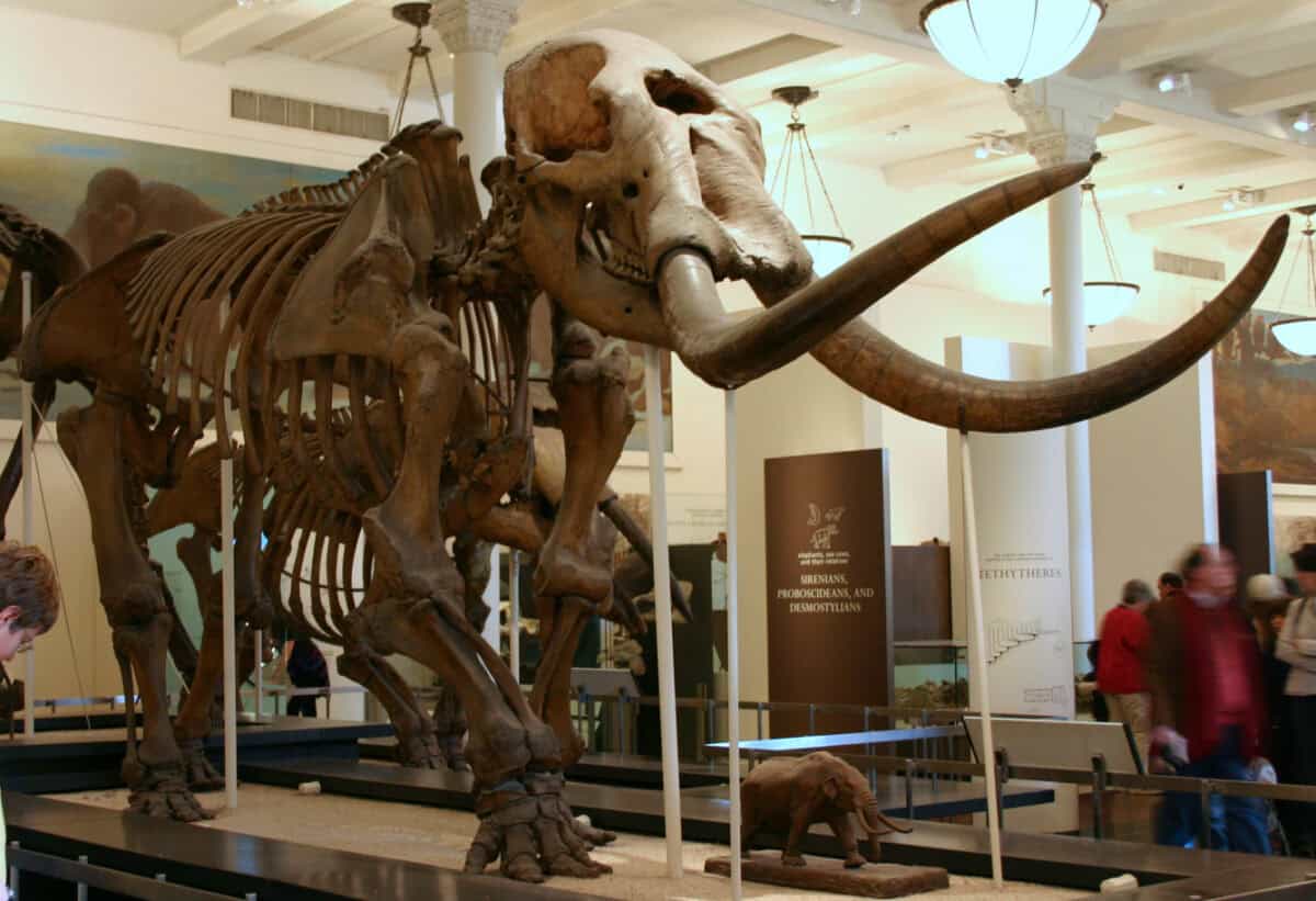 The Role of the Mastodon in Prehistoric Food Chains