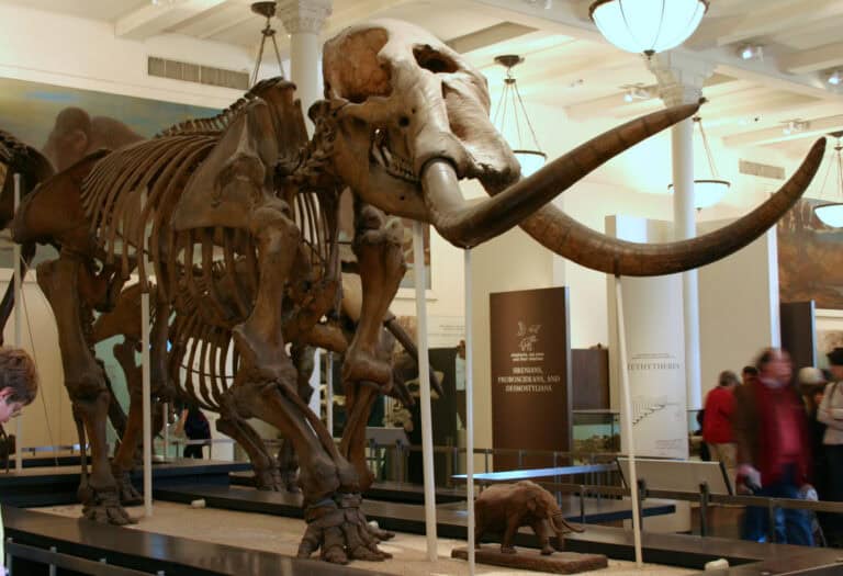 The Role of the Mastodon in Prehistoric Food Chains