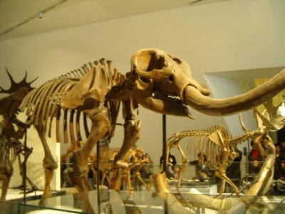 The Role of the Mastodon in Prehistoric Food Chains
