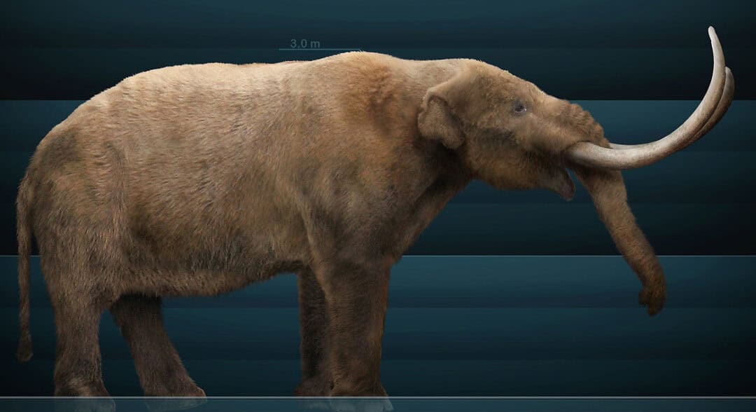 13 Animals That Lived Alongside Early Humans - Animals Around The Globe