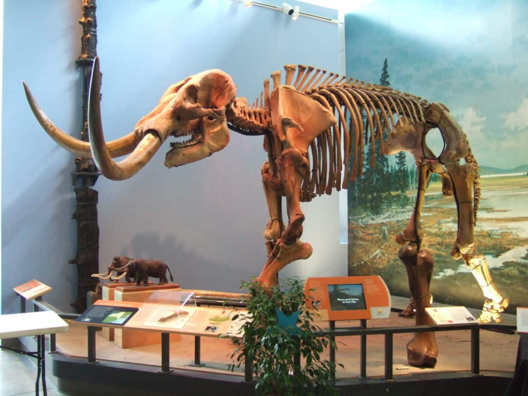 The Role of the Mastodon in Prehistoric Food Chains