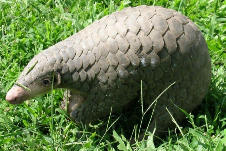 21 Strangest Looking Animals That Are Adorably Weird - Animals Around ...