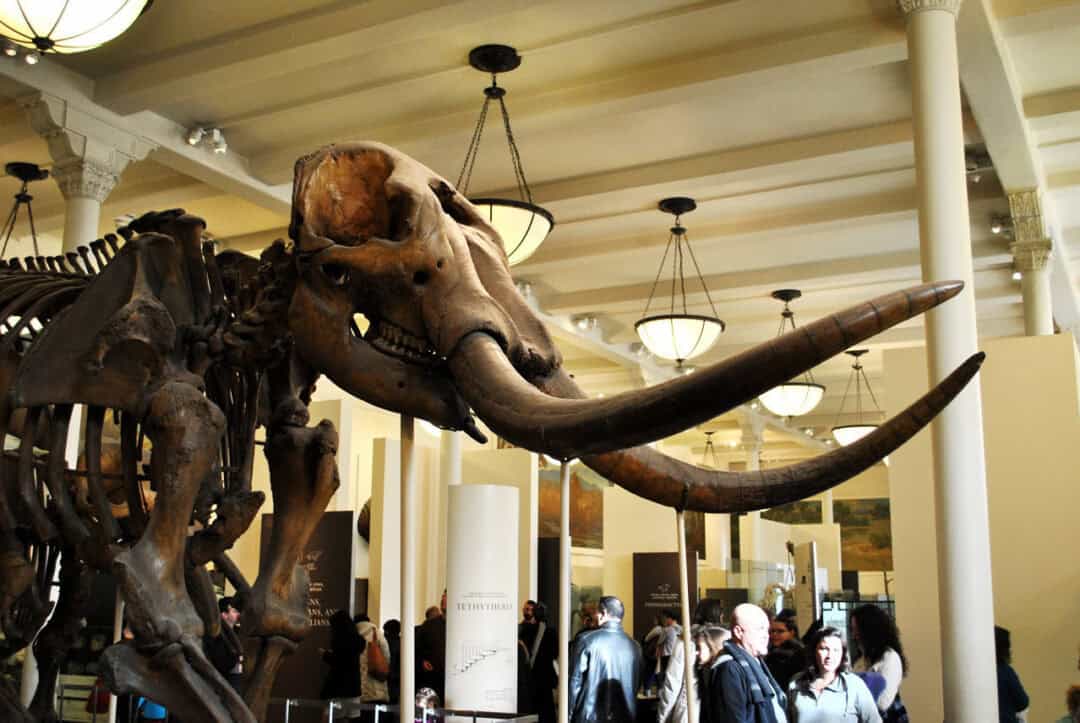 The Role of the Mastodon in Prehistoric Food Chains