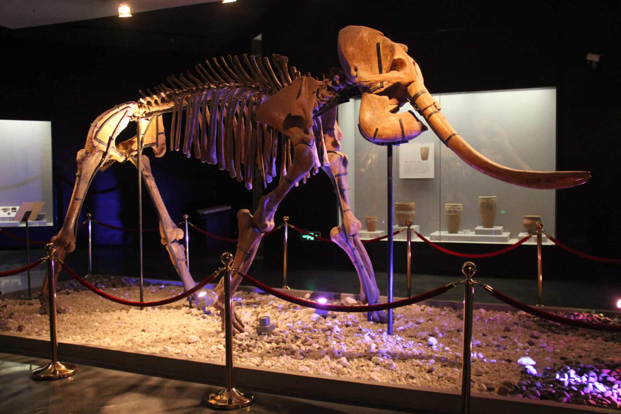 The Role of the Mastodon in Prehistoric Food Chains