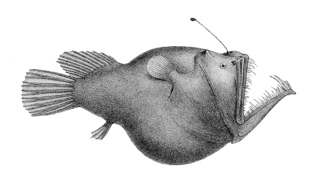 Why the Anglerfish Uses a Glowing Lure in the Darkest Waters - Animals ...