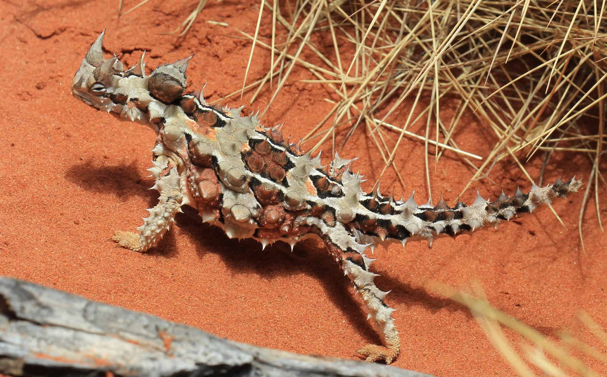 Top 10 Animals and Wildlife in the Australian Outback - Animals Around ...