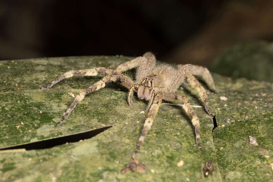 25 Most Poisonous Creatures Found in the Wild