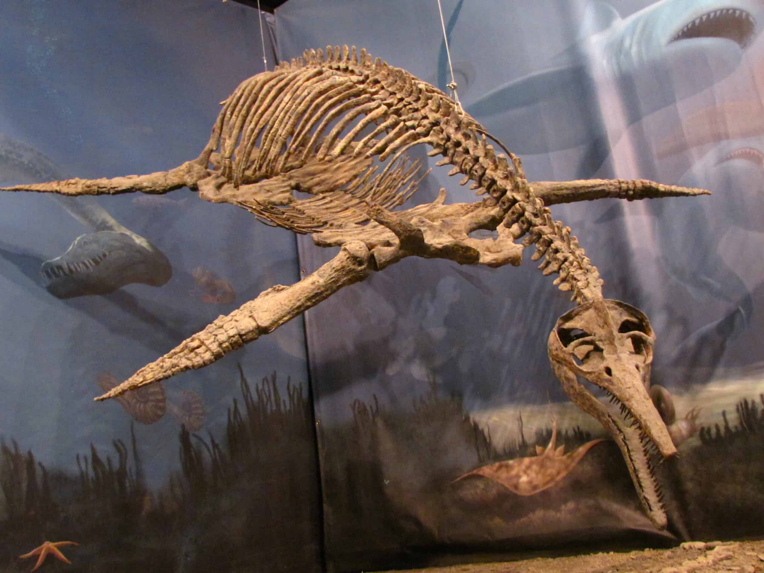 The Real Animals That Inspired Pokémon Creatures - Animals Around The Globe