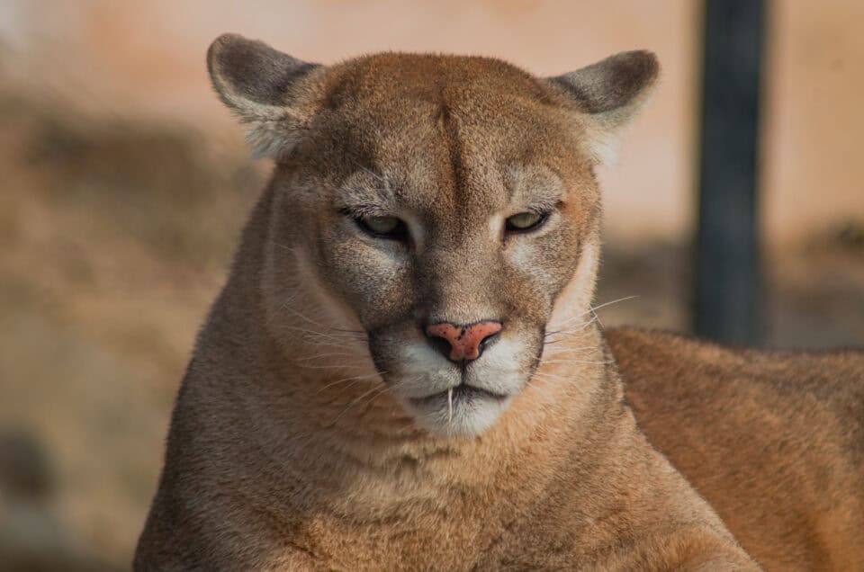 The Most Elusive Big Cats Still Prowling America